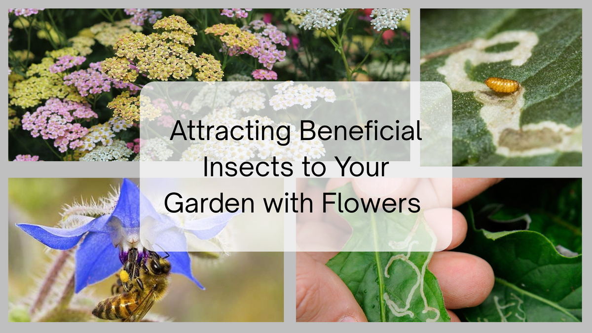 Attracting Beneficial Insects to Your Garden with Flowers – GARDEN GIRL ...