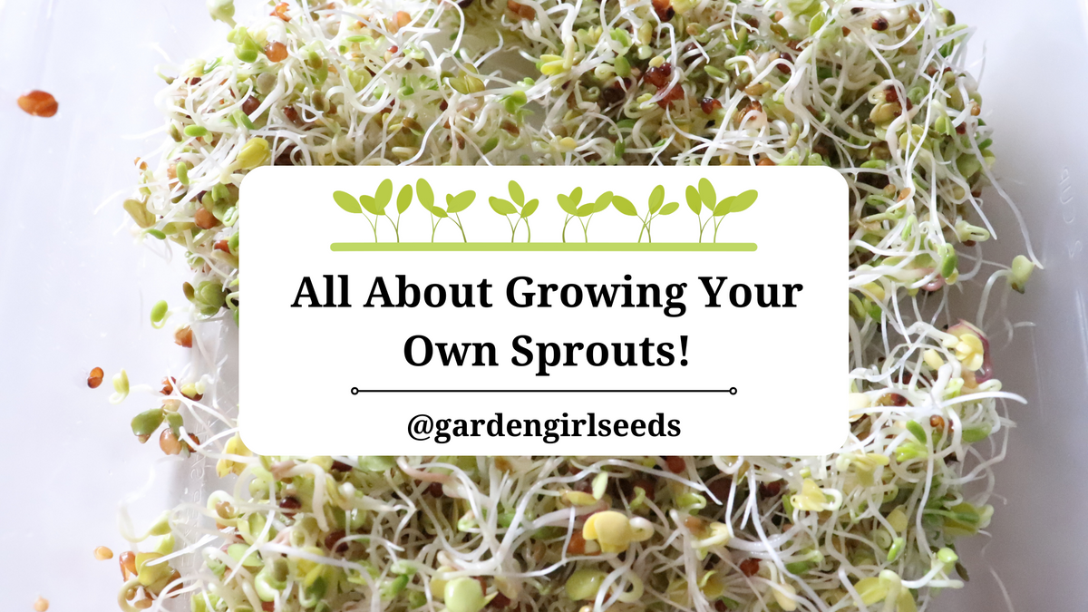 All About Growing Your Own Sprouts! – GARDEN GIRL SEEDS - GARDEN SEEDS