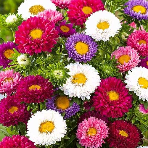 ASTER MATADOR FORMULA (MIX) – GARDEN GIRL SEEDS - GARDEN SEEDS CANADA