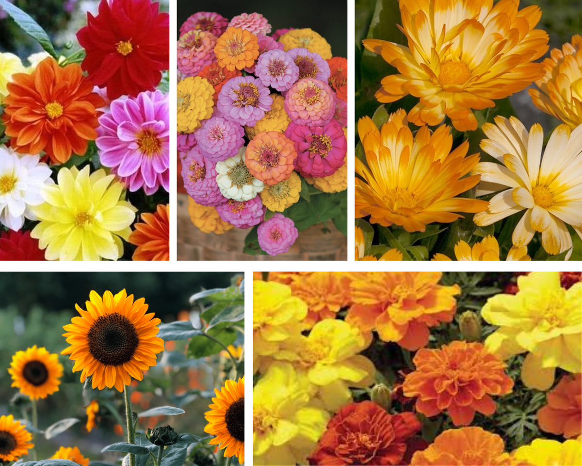 FLOWER LOVERS SEED COLLECTION – GARDEN GIRL SEEDS - GARDEN SEEDS CANADA