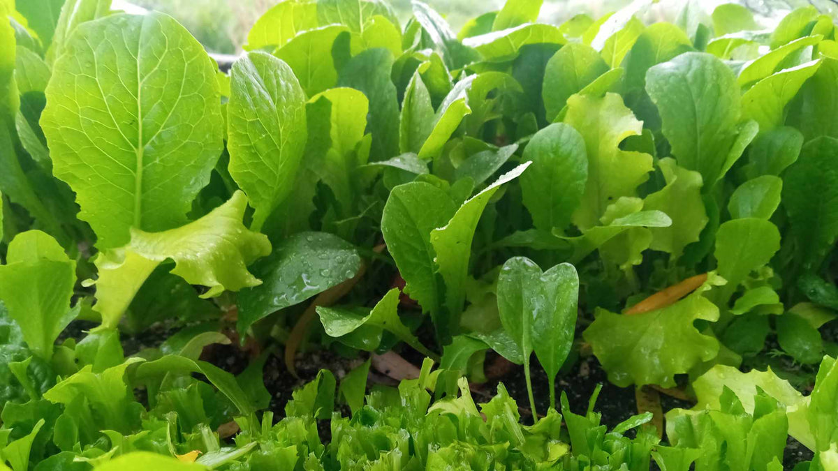 EARLY CUT GREENS BLEND – GARDEN GIRL SEEDS - GARDEN SEEDS