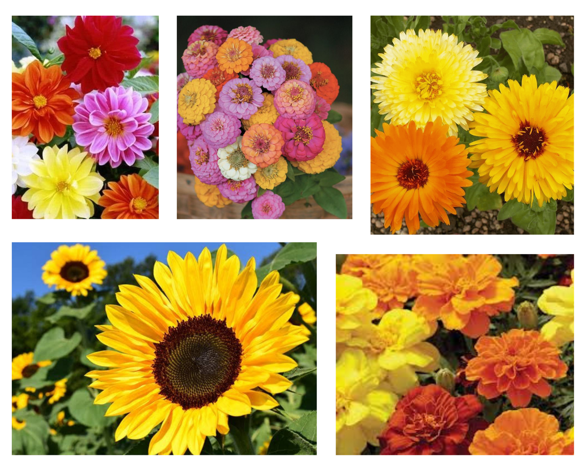 FLOWER LOVERS SEED COLLECTION – GARDEN GIRL SEEDS - GARDEN SEEDS CANADA