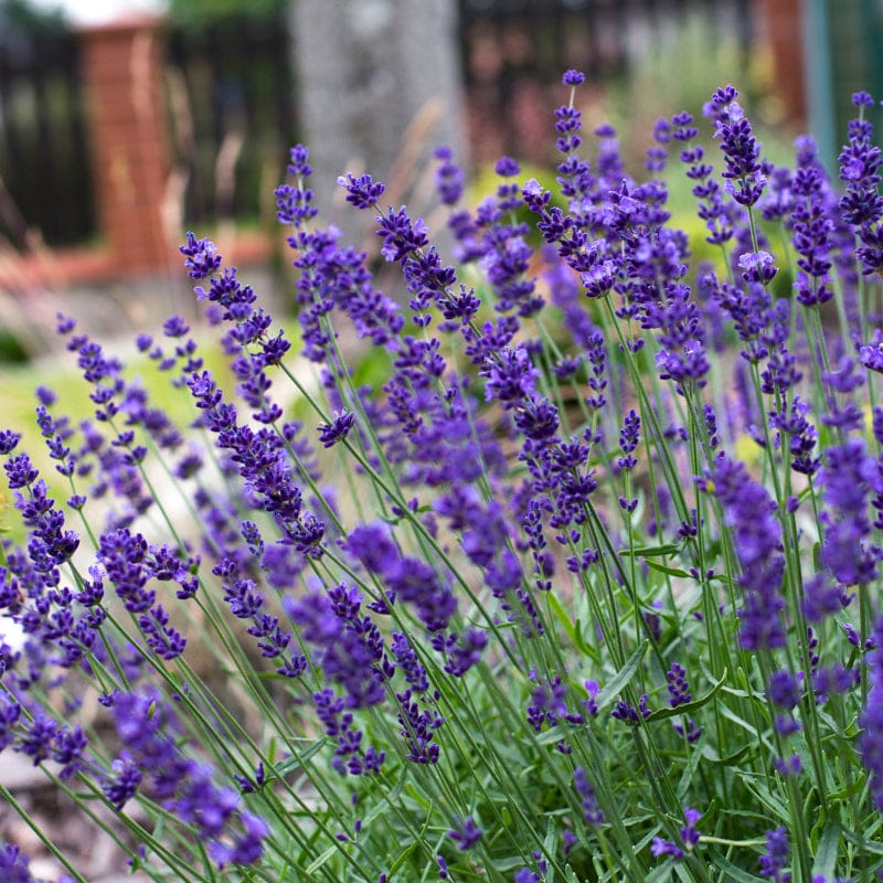 ENGLISH LAVENDER - HIDCOTE BLUE – GARDEN GIRL SEEDS - GARDEN SEEDS CANADA