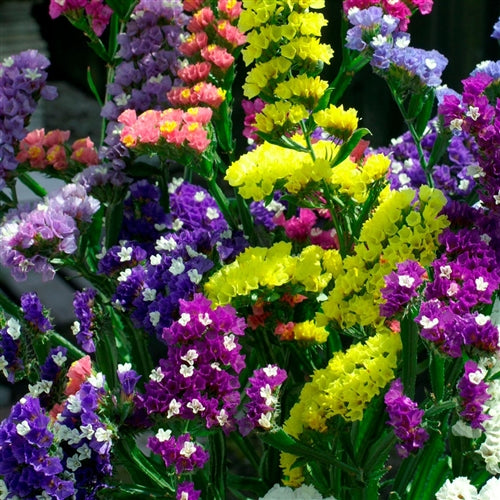 STATICE PACIFIC STRAIN MIX – GARDEN GIRL SEEDS - GARDEN SEEDS