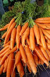 CARROTS - YAYA – GARDEN GIRL SEEDS - GARDEN SEEDS CANADA