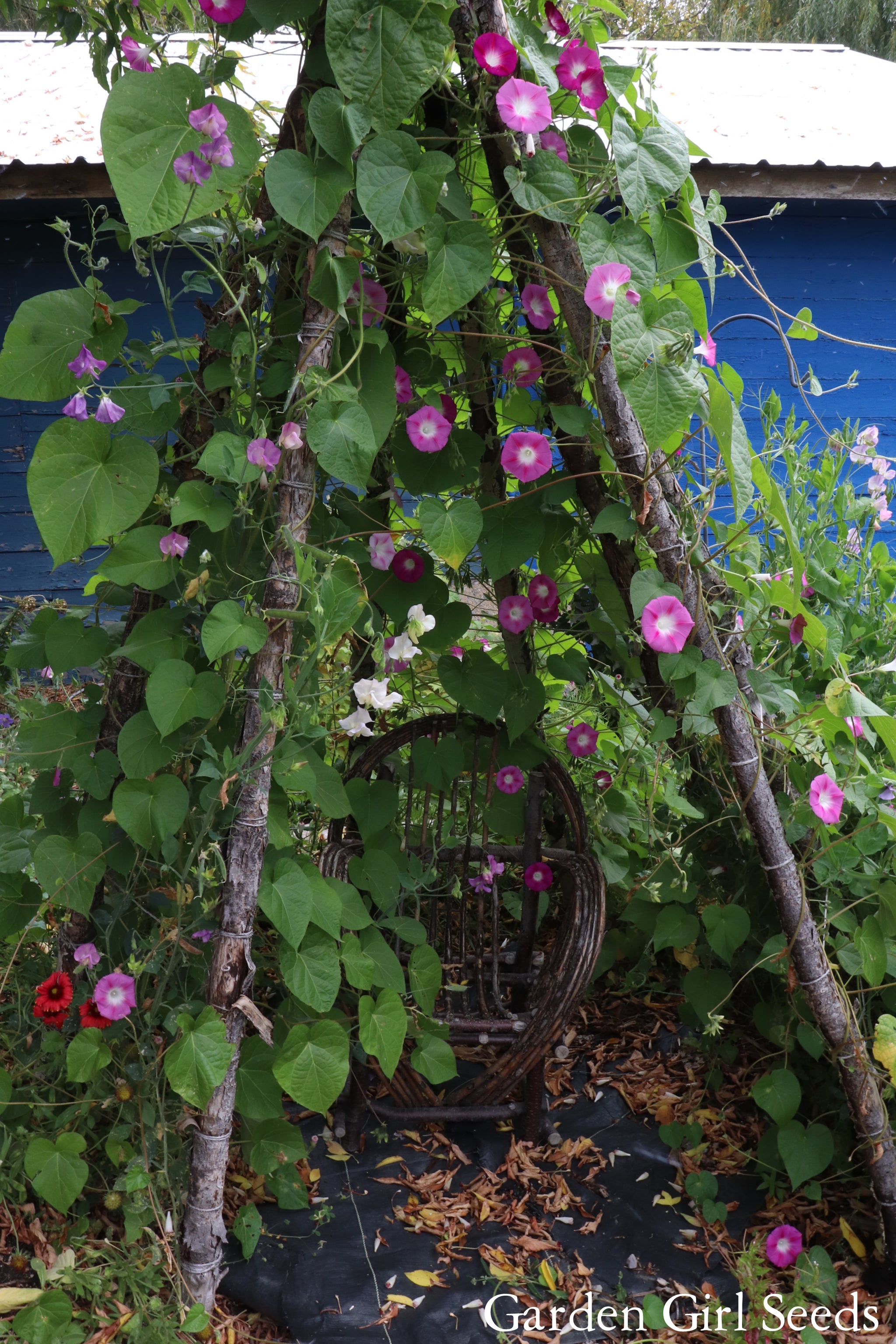 MORNING GLORY MIX – GARDEN GIRL SEEDS - GARDEN SEEDS CANADA