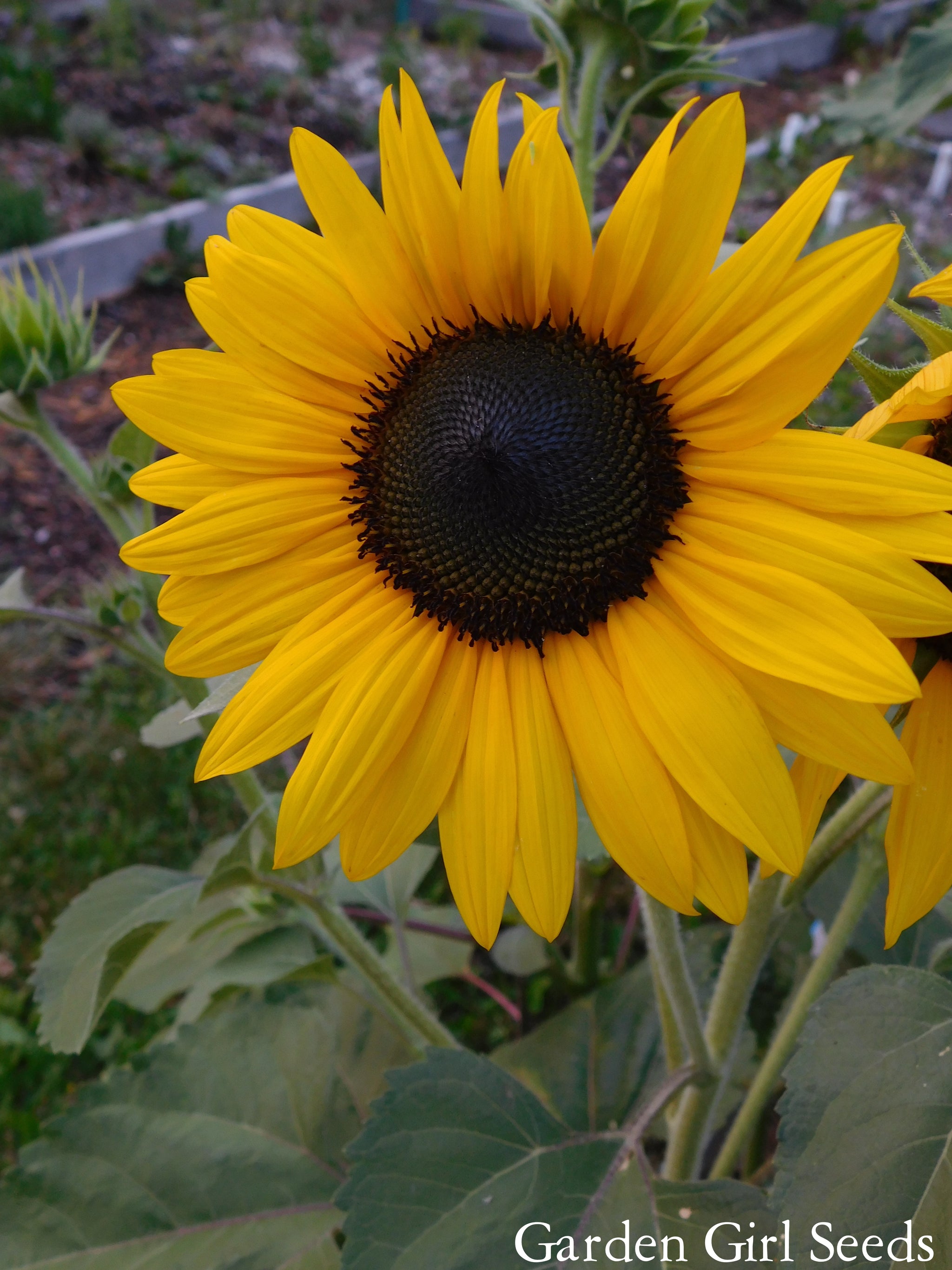 SUNFLOWER - SORAYA – GARDEN GIRL SEEDS - GARDEN SEEDS CANADA