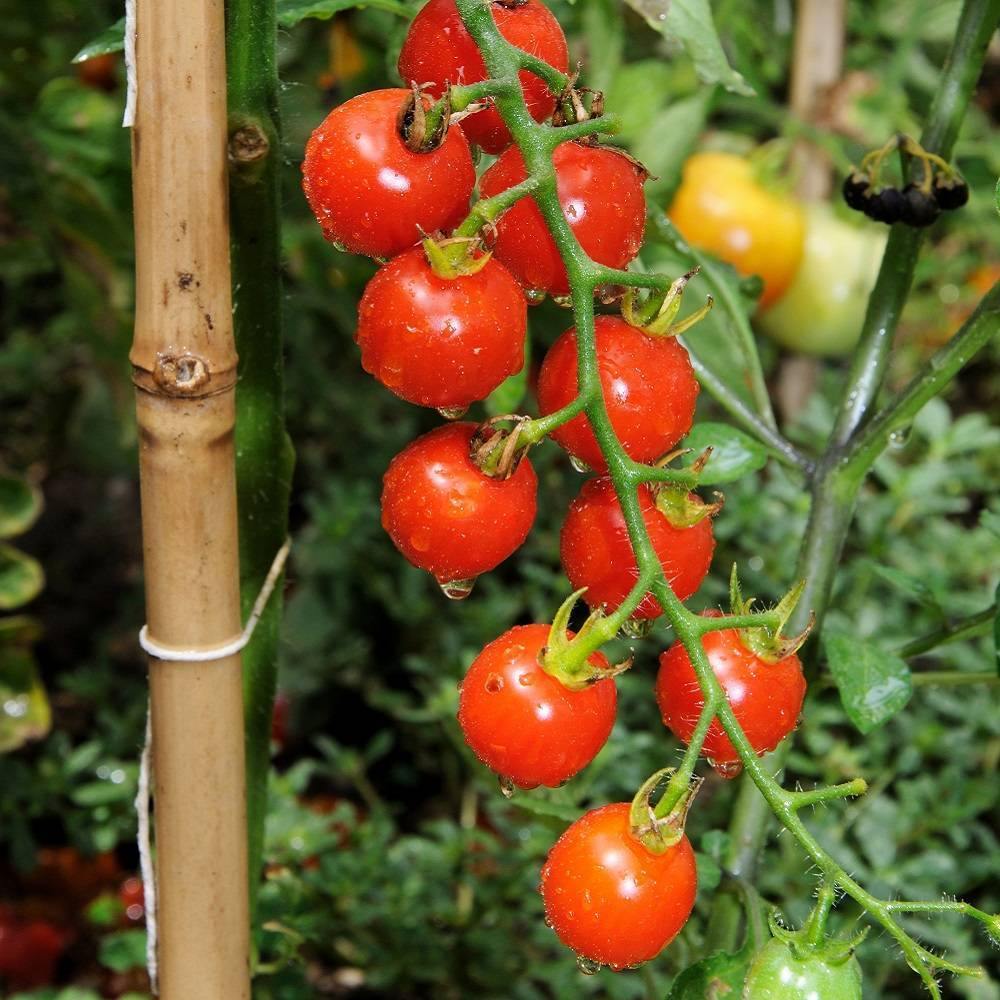 TOMATO - SWEETIE (RED CHERRY TOMATO) – GARDEN GIRL SEEDS - GARDEN SEEDS