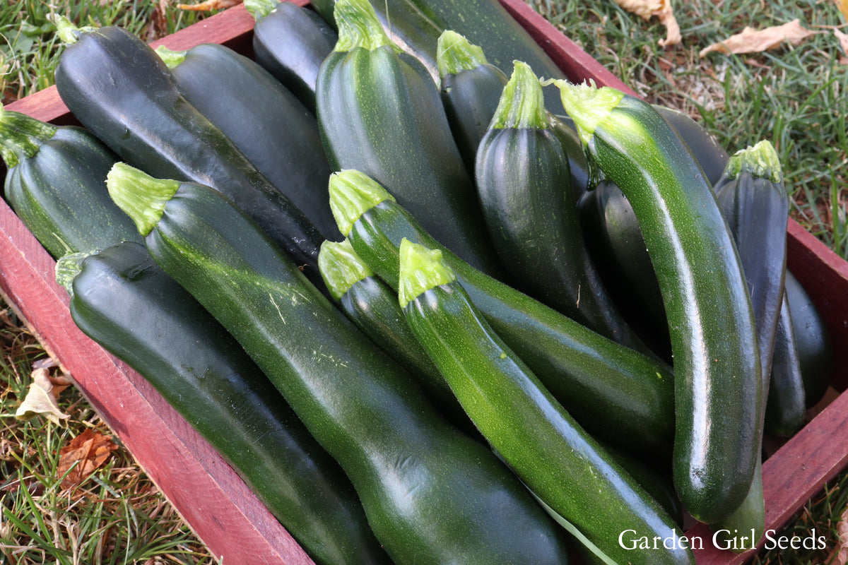 ZUCCHINI - NOCHE – GARDEN GIRL SEEDS - GARDEN SEEDS